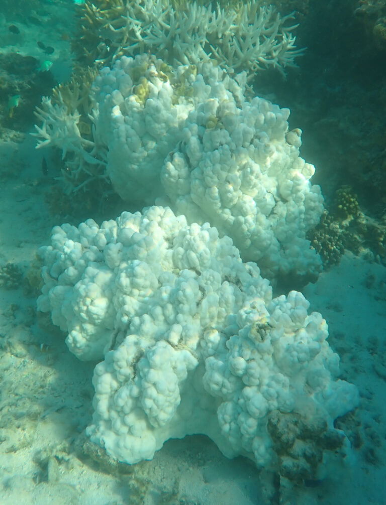 Great Barrier Reef Corals Hit Hard by Marine Heat Wave - Eos