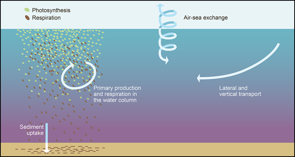 Could Bubbling Oxygen Revitalize Dying Coastal Seas Eos